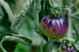Tomate morado transgénico en Australia: luz verde